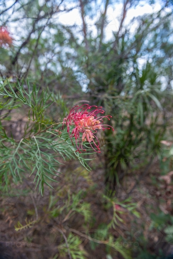 Image of Red Grevillea - Austockphoto