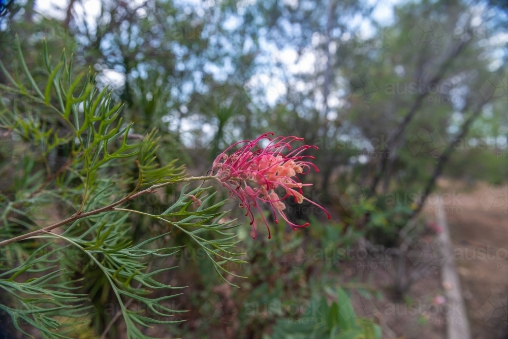 Image of Red Grevillea - Austockphoto