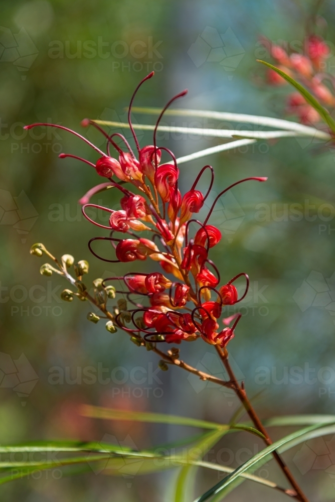 Image of Red Grevillea flower - Austockphoto