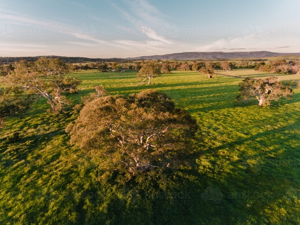Image of Red Gums on a Farm in Spring - Austockphoto