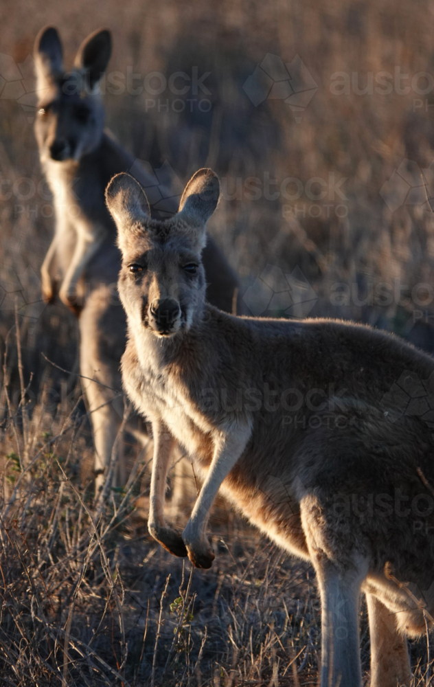 Image of Red Kangaroo - Austockphoto