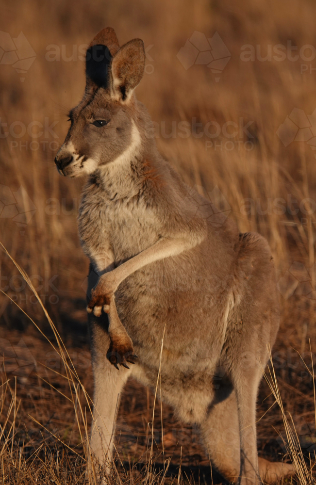 Image of Red Kangaroo - Austockphoto