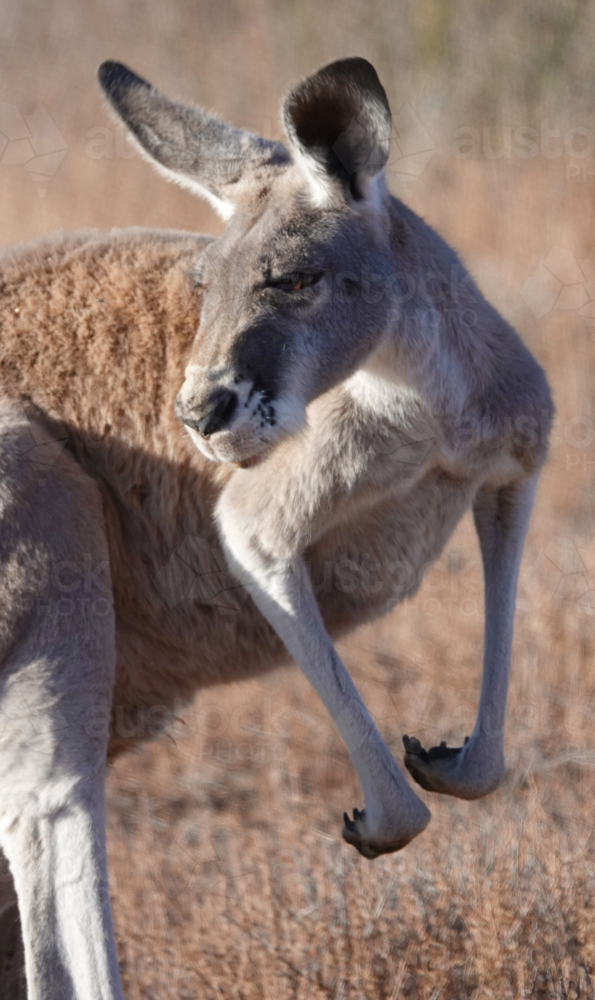 Image of Red Kangaroo - Austockphoto
