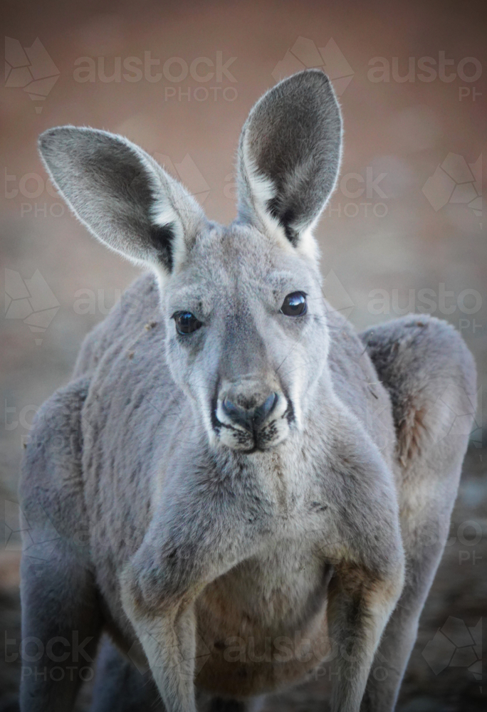 Image of Red Kangaroo - Austockphoto