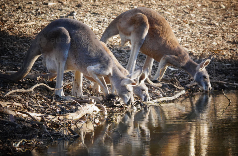 Image of Red Kangaroo - Austockphoto