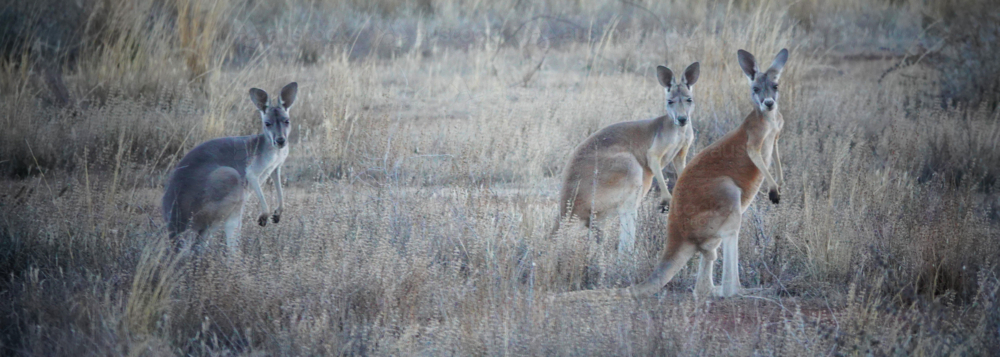 Image of Red Kangaroo standing in outback grassland - Austockphoto