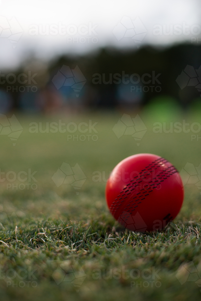 Image of red kids cricket ball on the green grass - Austockphoto
