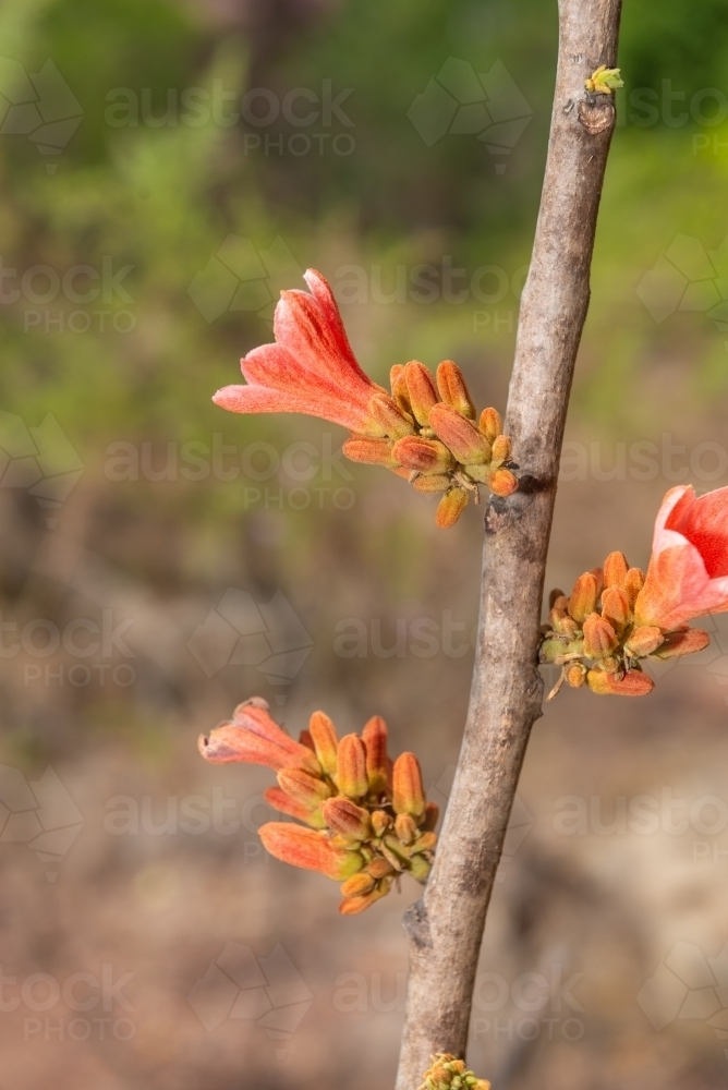 Image of Red Kurrajong flower - Austockphoto