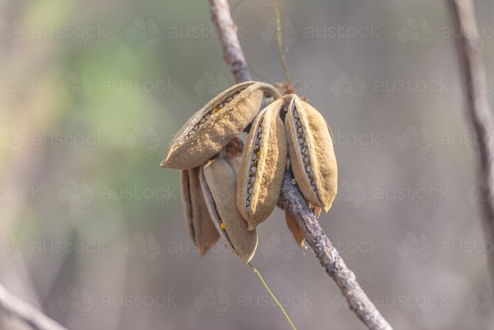 Image of Red Kurrajong spikey seed pods opening - Austockphoto