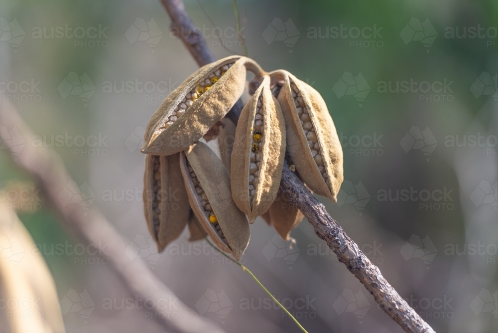 Image of Red Kurrajong spikey seed pods opening - Austockphoto