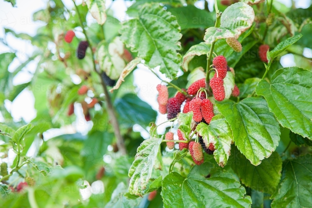 Image of Red mulberries growing on a mulberry bush - Austockphoto