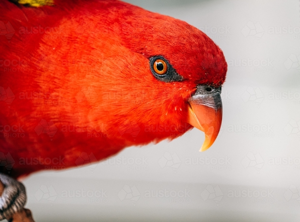 Image of Red parrot up close. - Austockphoto