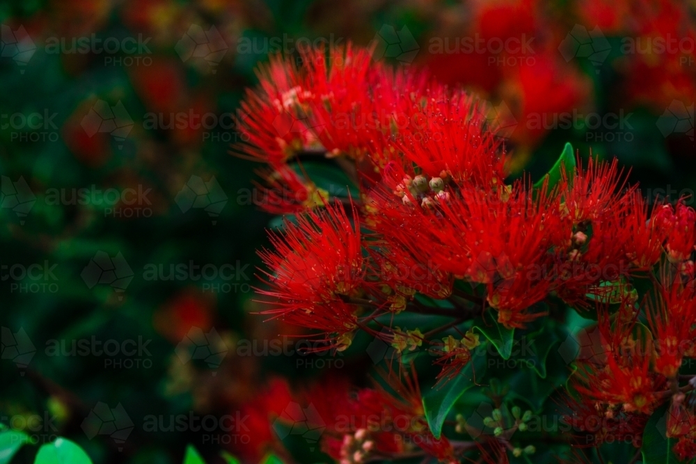 Image of red penda - Austockphoto