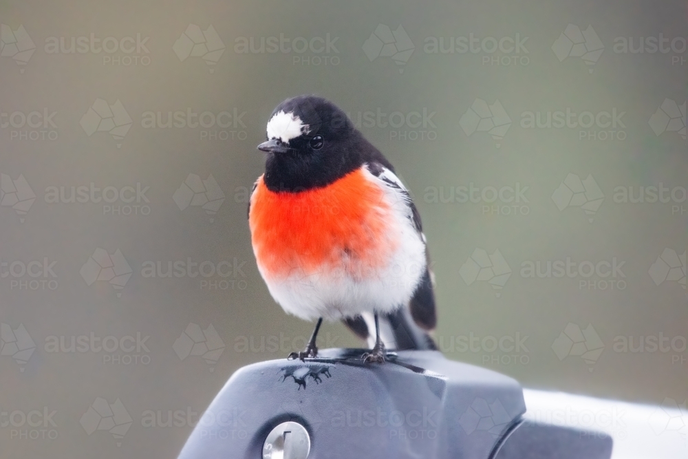 Image of Red robin bird on car being inquisitive. - Austockphoto