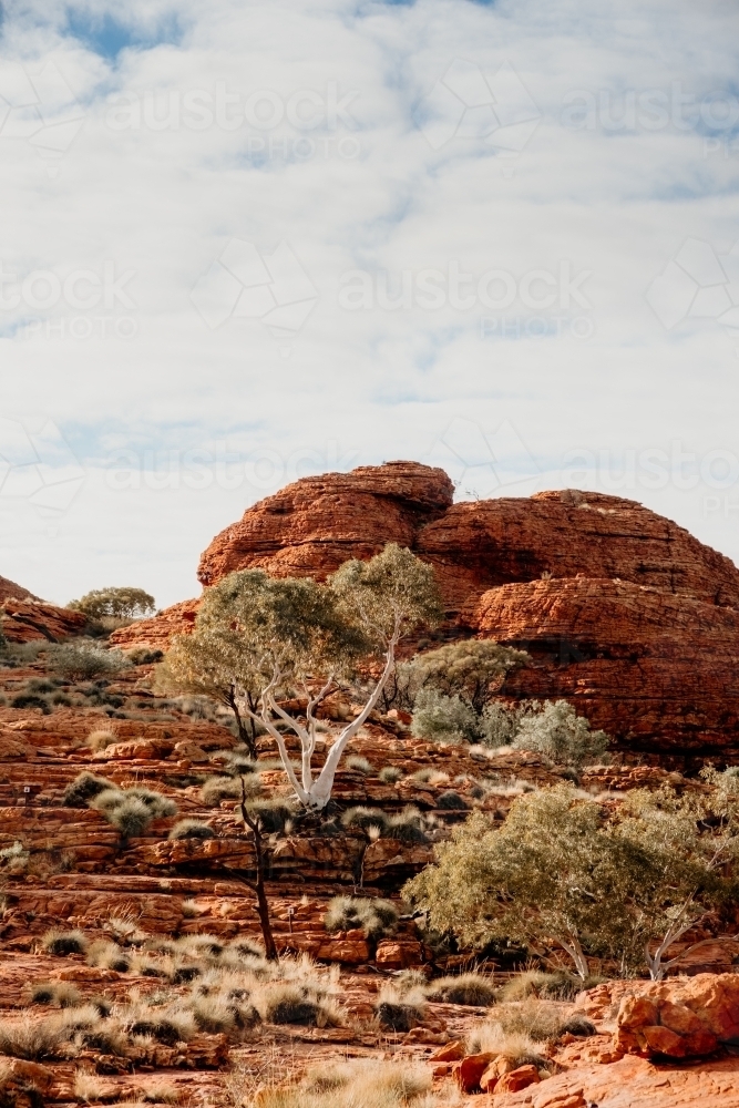 Image of Red rocks and trees - Austockphoto
