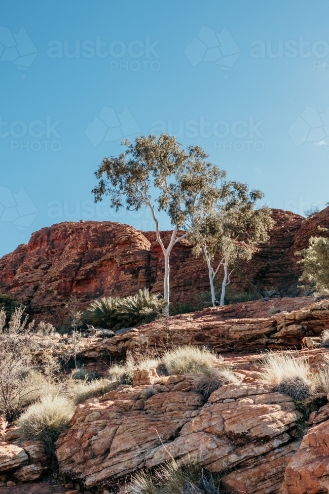 Image of Red rocks & ghost gums of the outback - Austockphoto