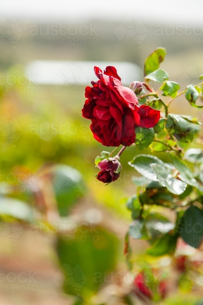 Image of Red rose on bush beside rows of vines at winery - Austockphoto