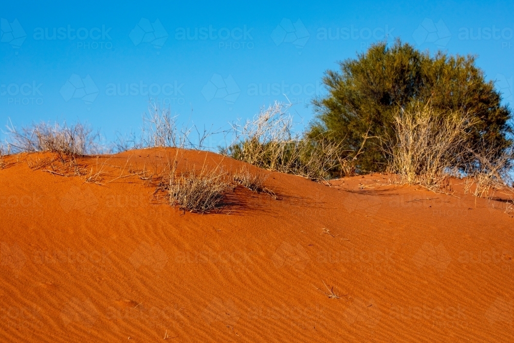 Image of Red sand dune - Austockphoto