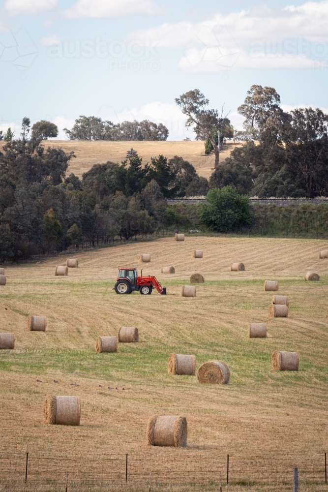 Image of Red tractor in a paddock about to pick up round bales of hay ...