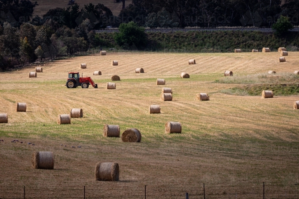 Image of red tractor in a paddock about to pick up round bales of hay ...