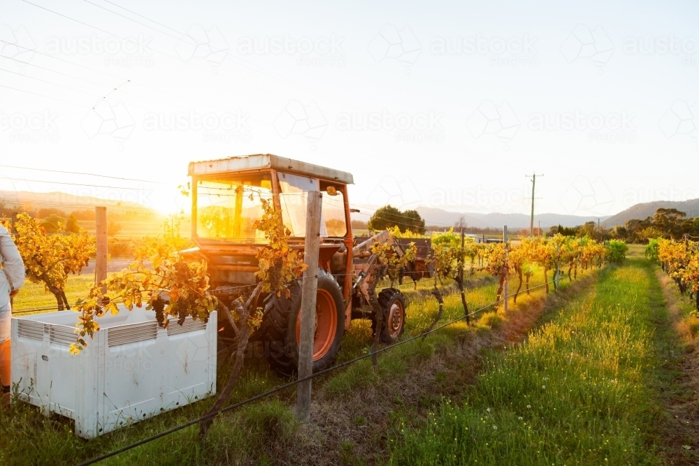 Image of Red tractor on farm carrying bin for grape picking through ...