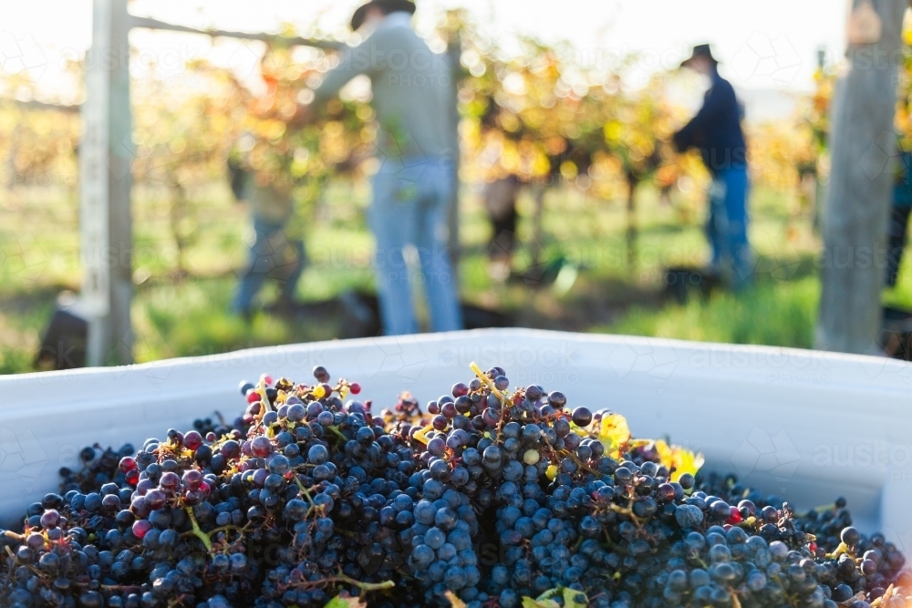 Image of Red wine grapes in grape bin during harvest in vineyard with ...