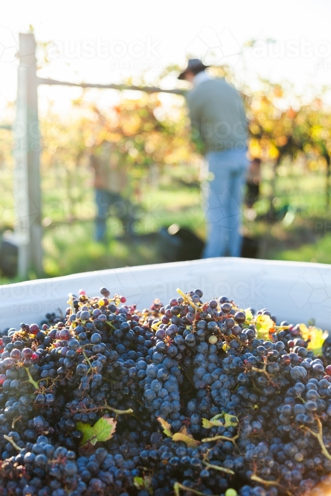 Image of Red wine grapes in grape bin during harvest in vineyard with ...