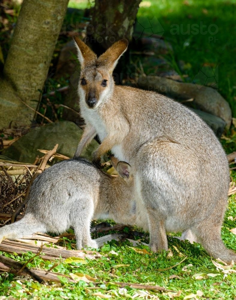 Image of Redneck Wallaby with joey at Mum's pouch feeding - Austockphoto