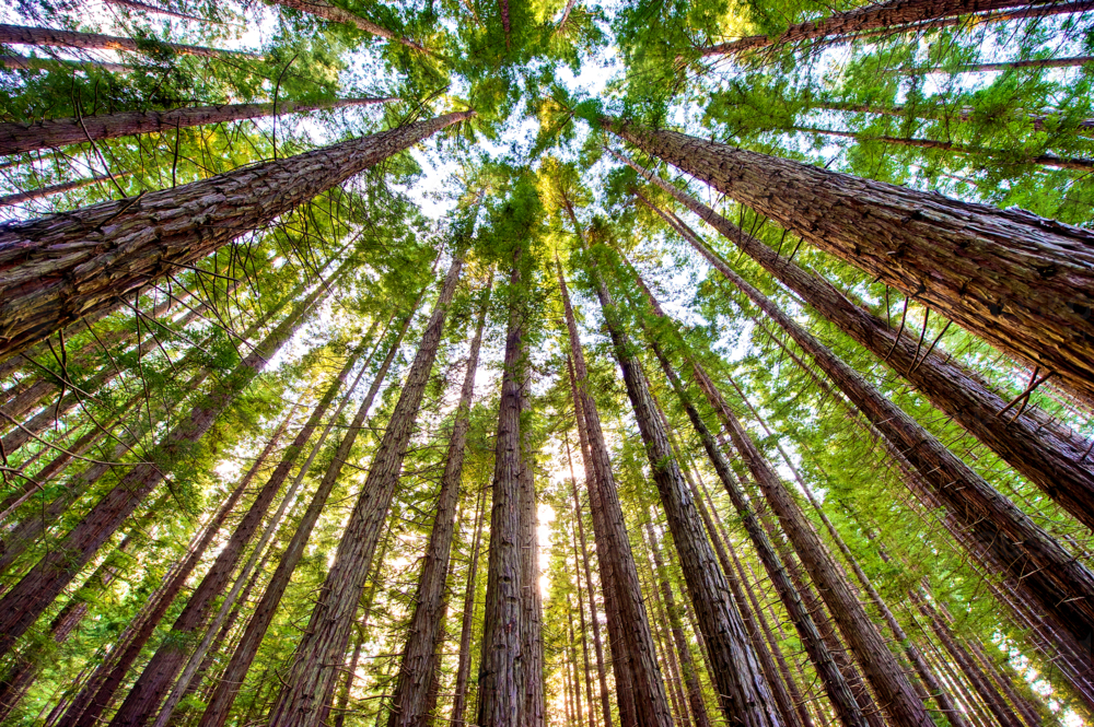Image of Redwood forest canopy reaching toward the light. - Austockphoto