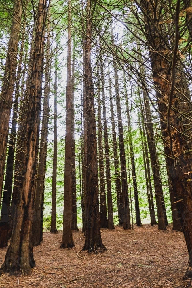 Image of Redwood trees from underneath in the forest. - Austockphoto