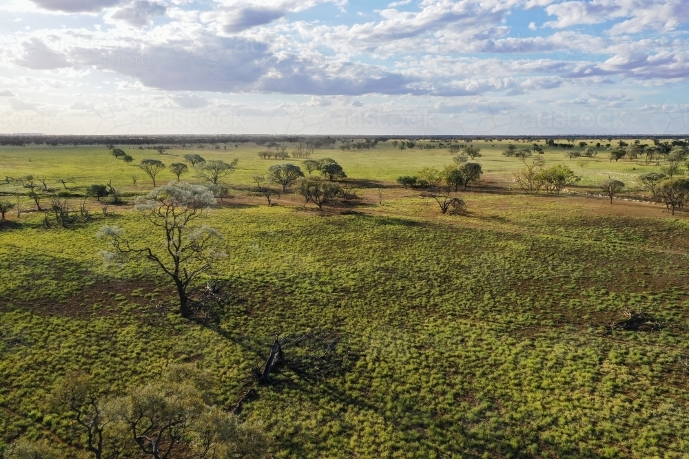 Image of Regenerating paddock with green grass - Austockphoto