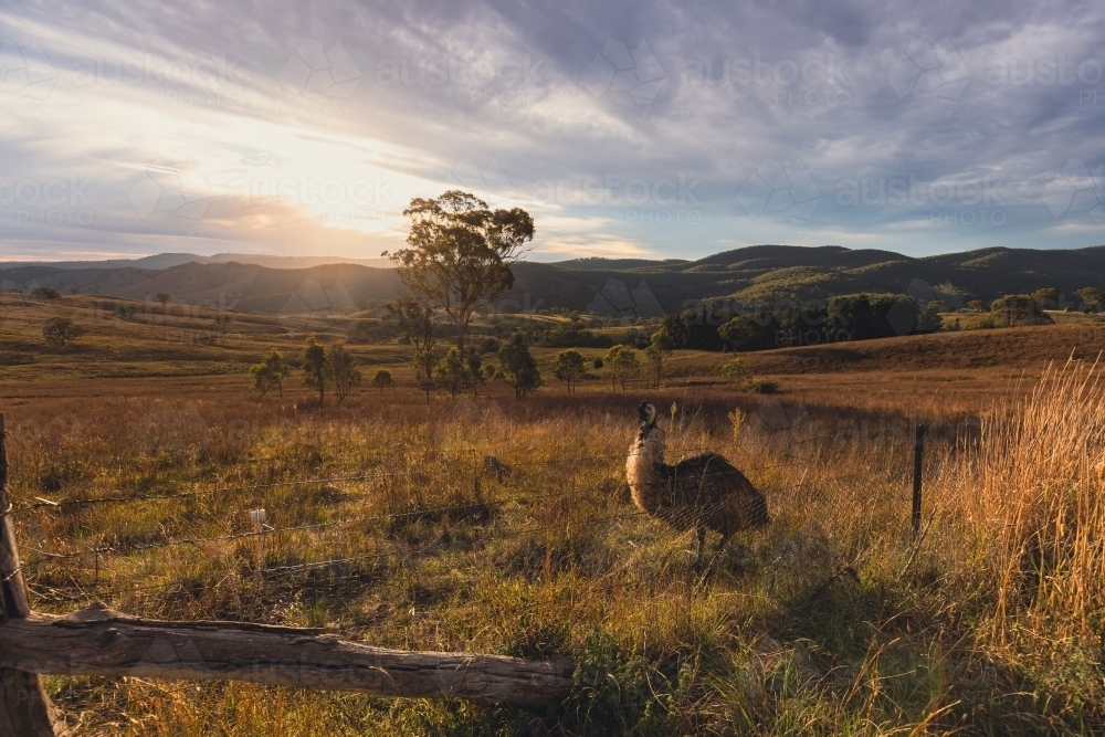 Image of Regional NSW sunset landscape with lone emu standing at fence ...