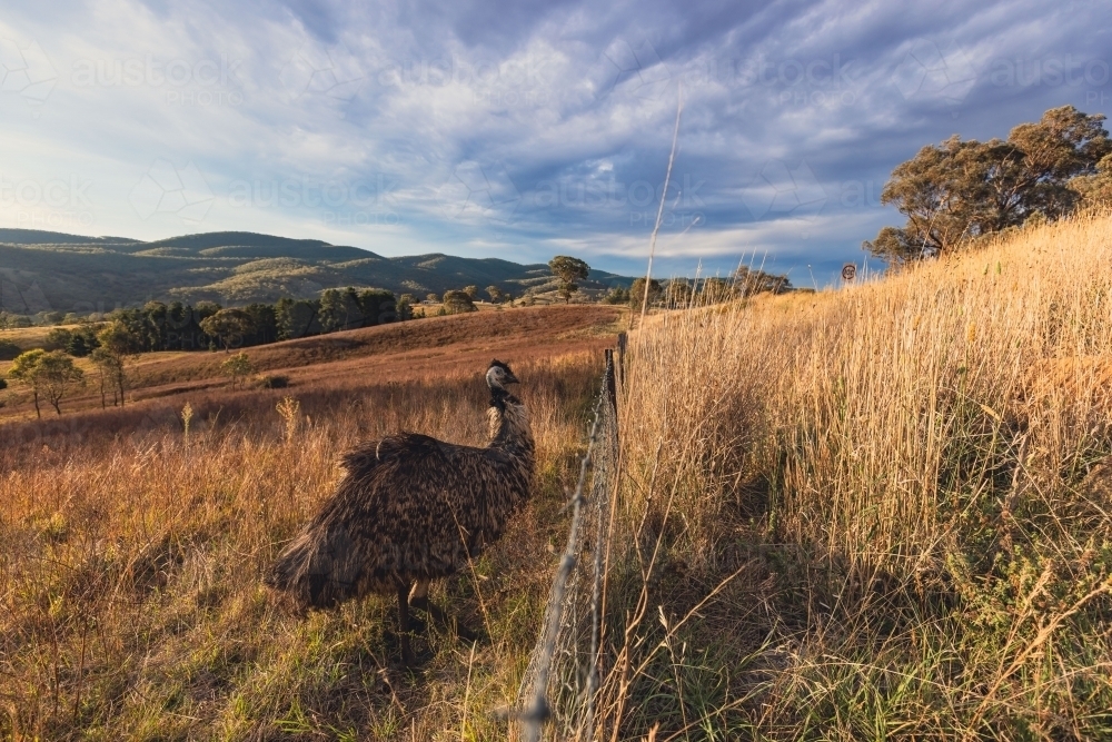 Image of Regional NSW sunset landscape with lone emu standing at fence ...