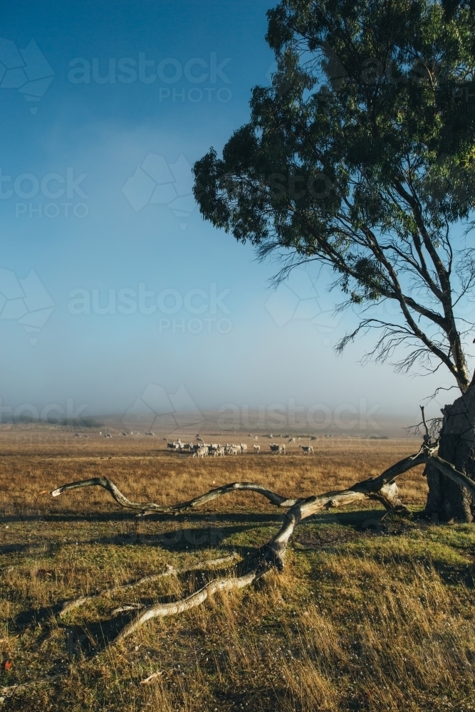 Image of Remote landscape with large tree and livestock in the distance ...