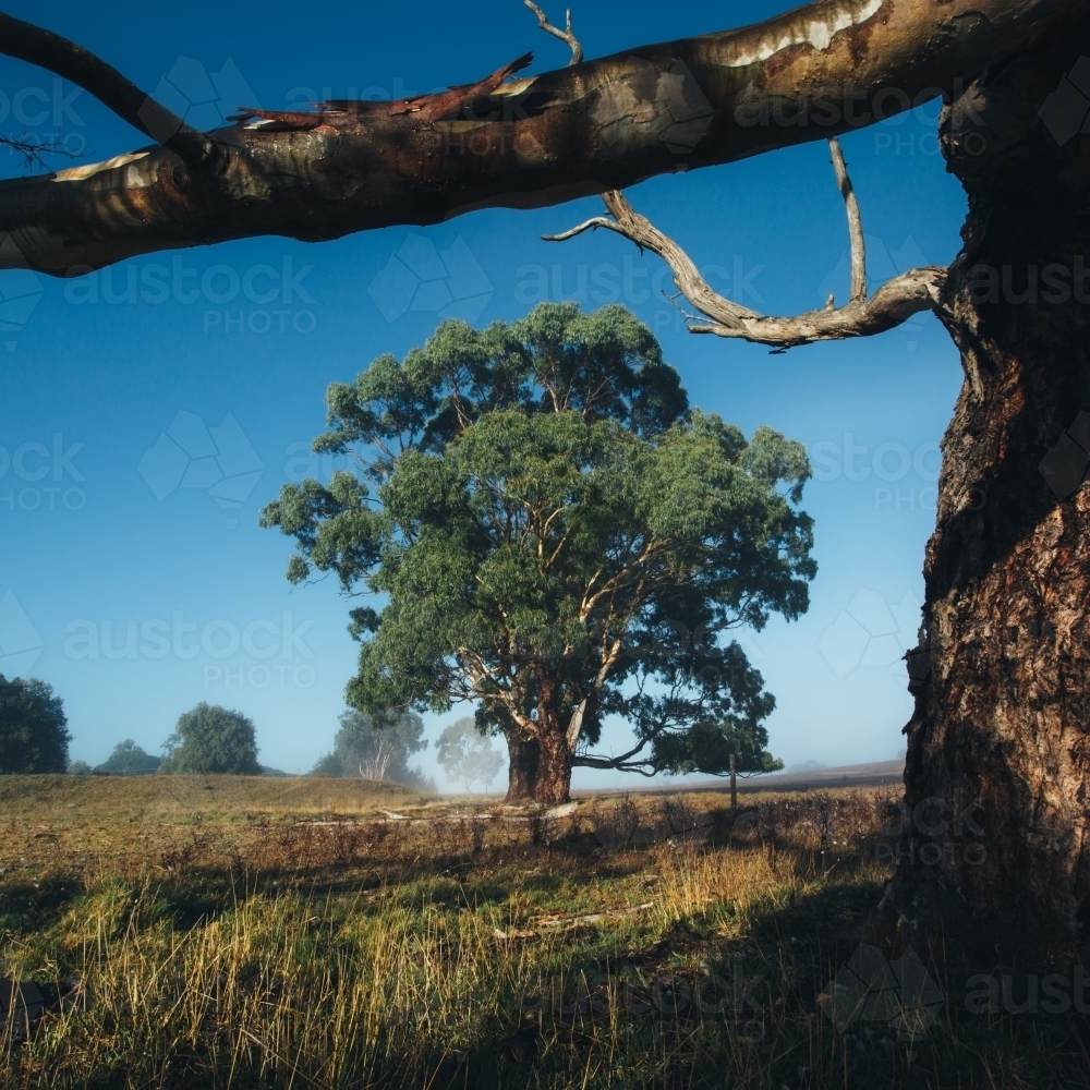 Image of Remote rural landscape with gum trees on a misty morning ...