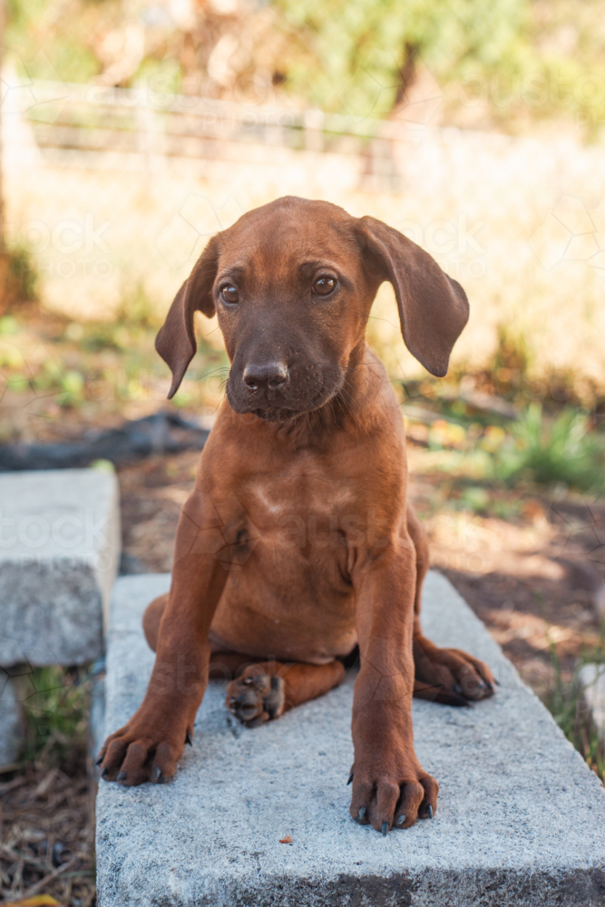 Image of rhodesian ridgeback puppy - Austockphoto