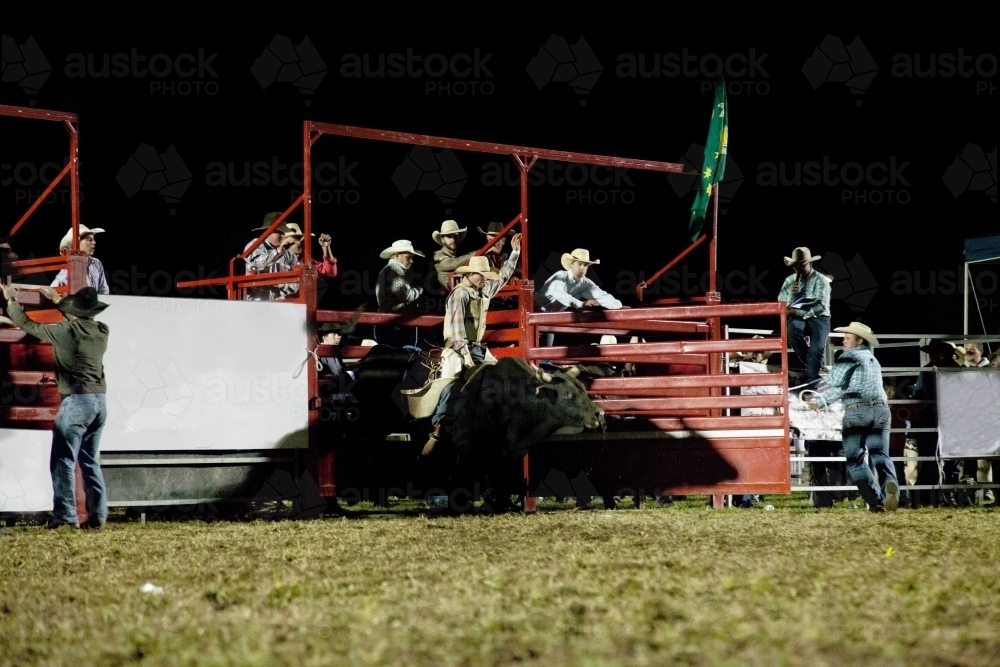 Image of Rider coming from the bucking chute riding bull in competition ...