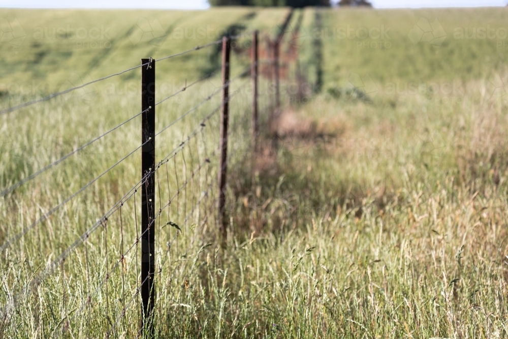 Image of ringlock fence and iron posts in a paddock of rye grass ...