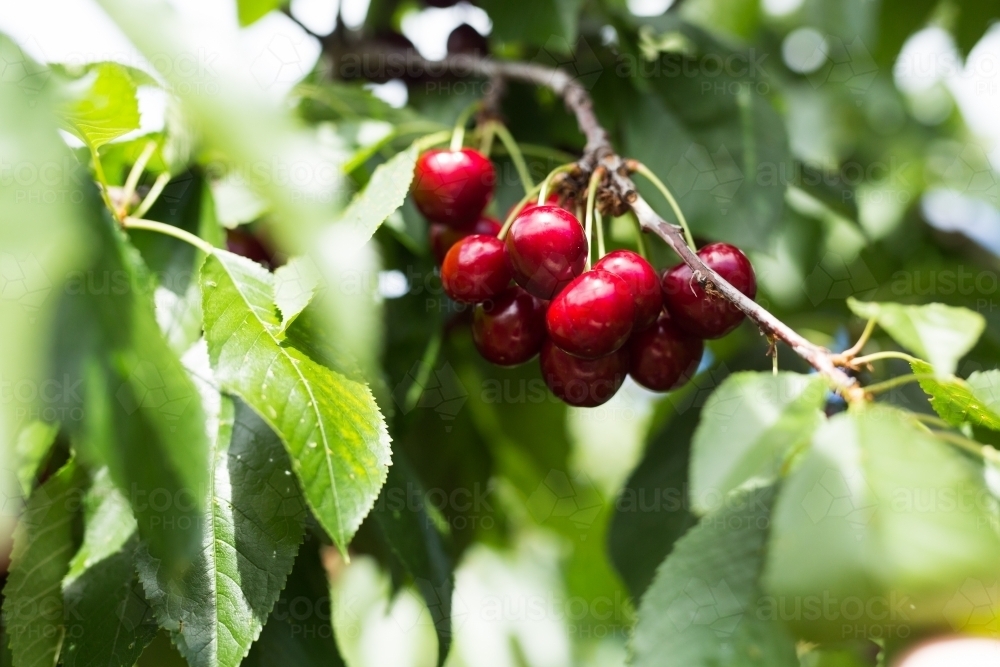Image of Ripe cherries hanging from a branch - Austockphoto