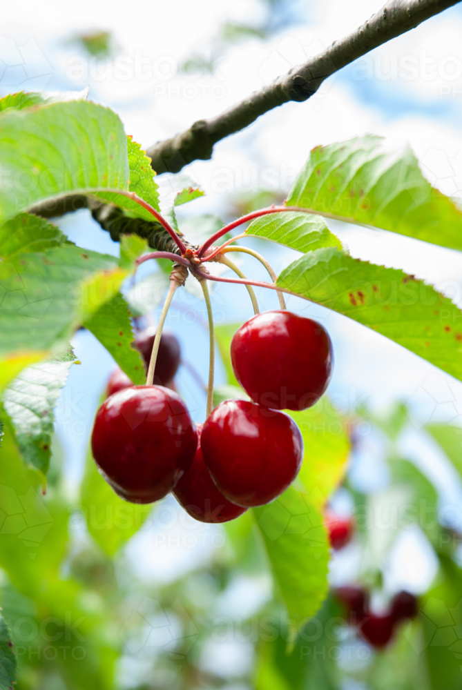 Image of Ripe cherries hanging from cherry tree branch - Austockphoto