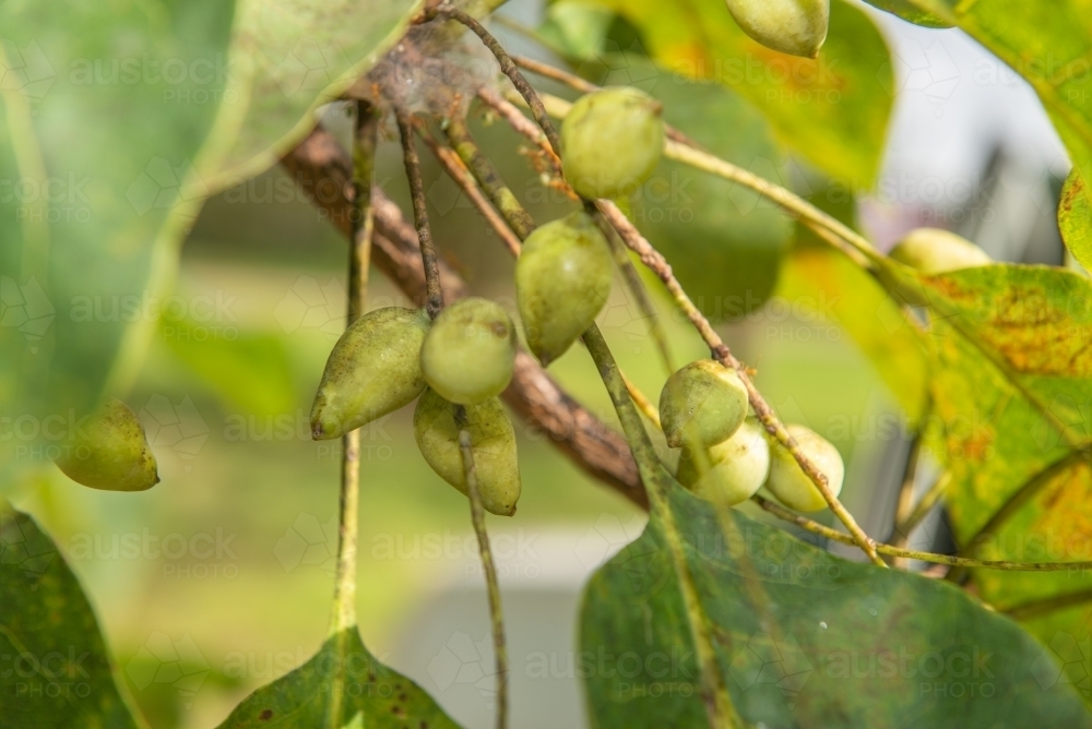 Image of Ripe Kakadu Plums - Austockphoto