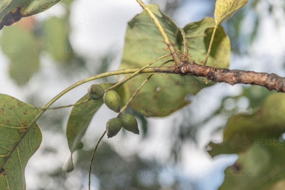 Image of Ripe Kakadu Plums on tree - Austockphoto