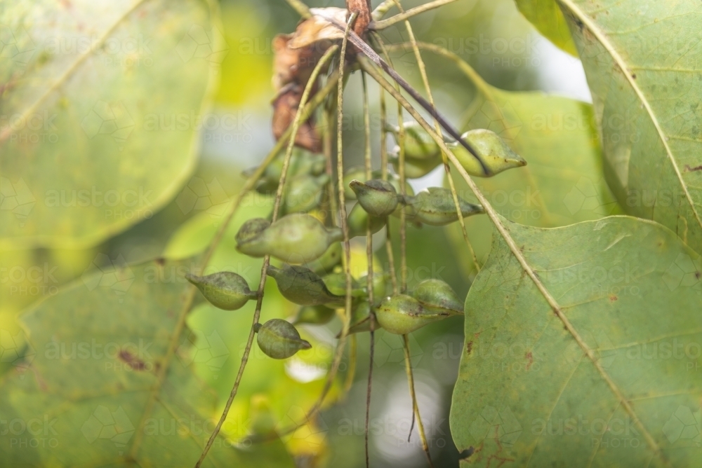 Image of Ripe Kakadu Plums on tree - Austockphoto