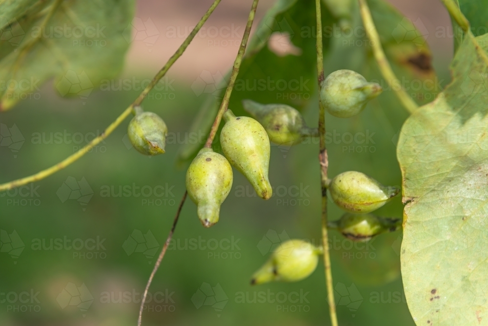 Image of Ripe Kakadu Plums on tree - Austockphoto