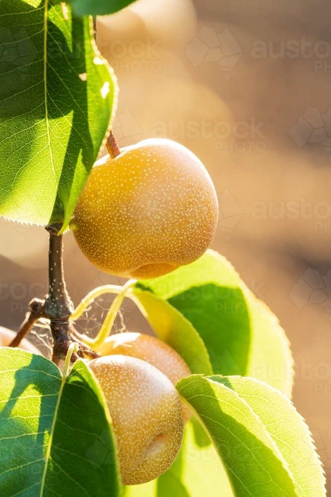 Image of Ripe Nashi Pears hanging amongst green leaves on a fruit tree ...
