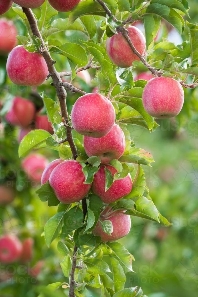 Image of Ripe red apples hanging on a tree - Austockphoto