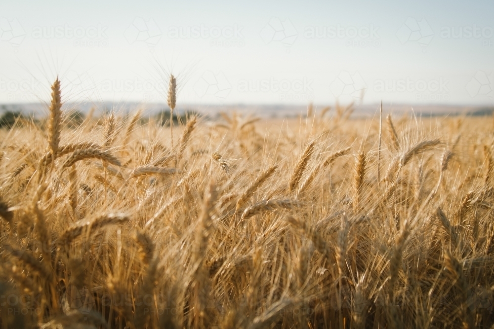 Image of Ripe wheat crop in head ready for harvest in the Wheatbelt of ...