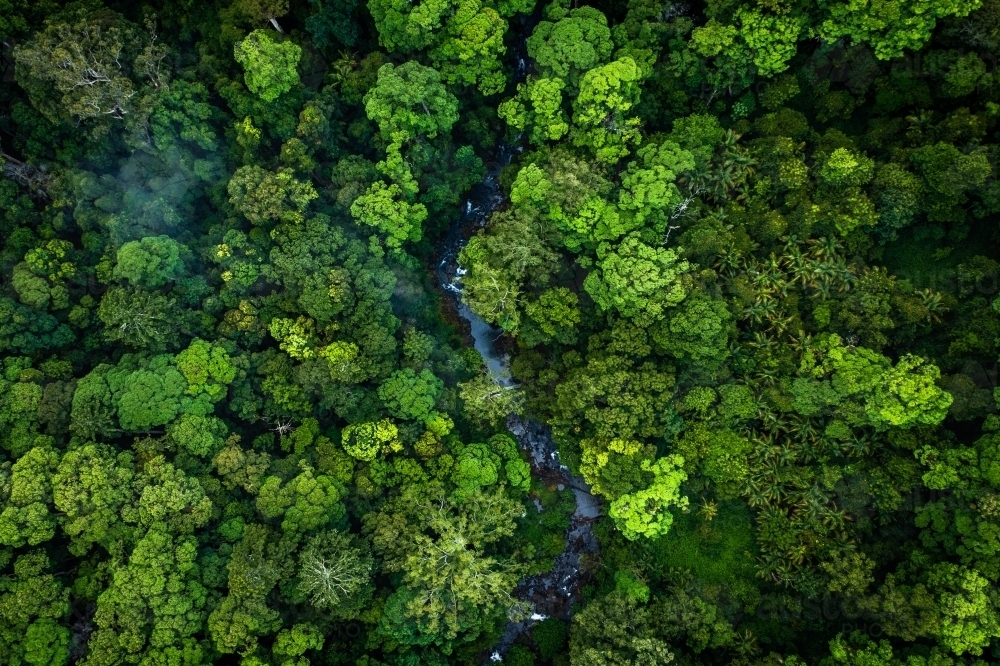 Image of river winding through dense rainforest - Austockphoto