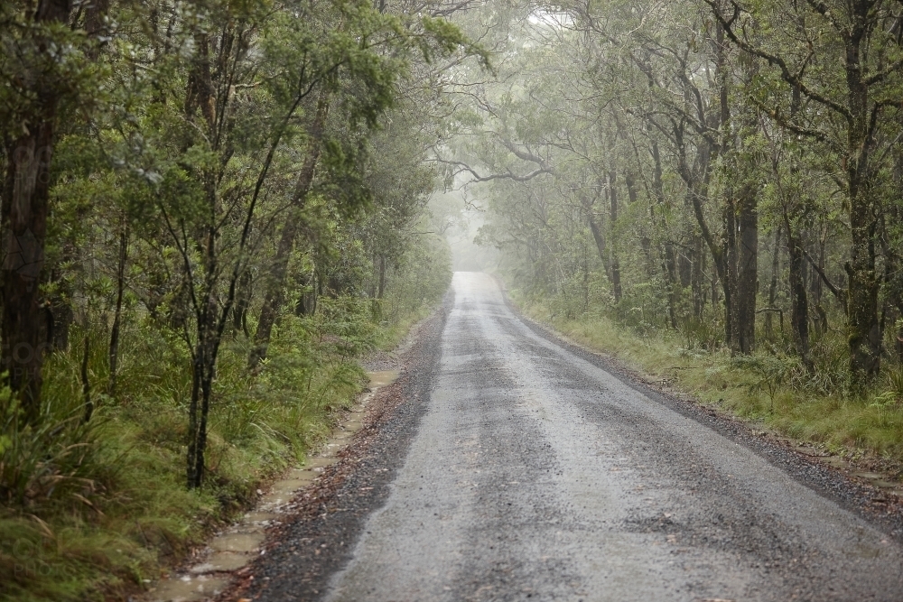 Image of Road through forest with mist - Austockphoto