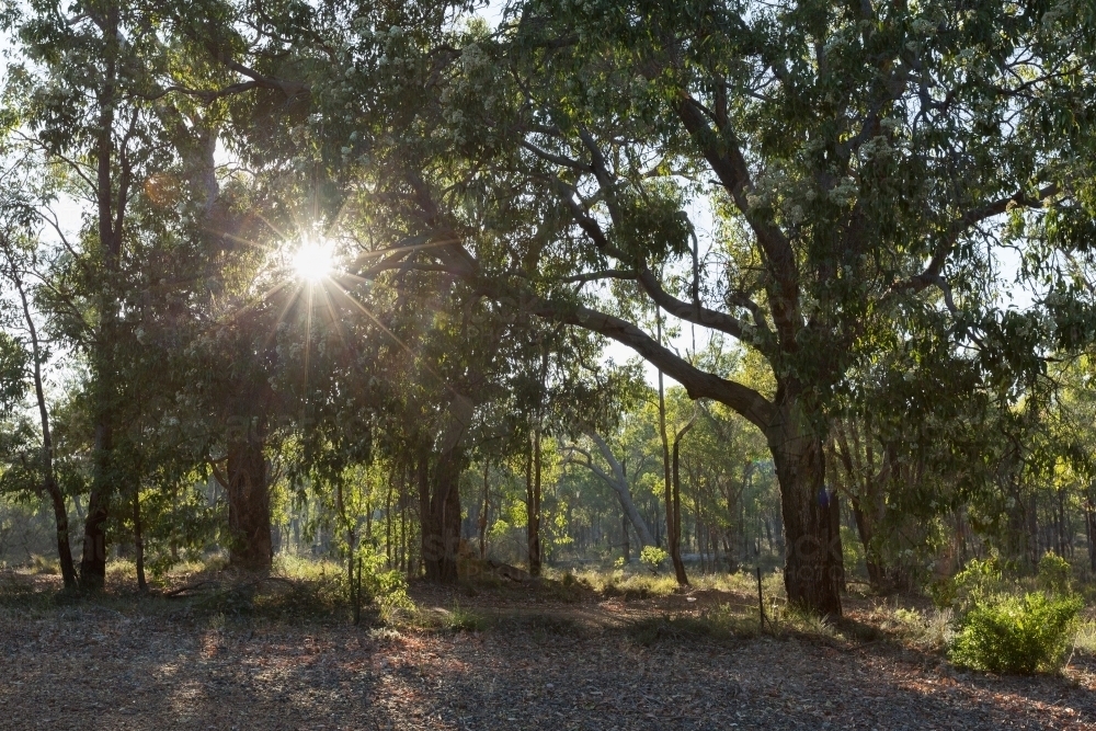 Image of Roadside bush down a country road - Austockphoto